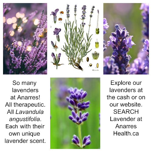 10 Fun Facts about Lavender | Anarres Natural Health Apothecary 10 Fun Facts about Lavender | Anarres Natural Health Apothecary